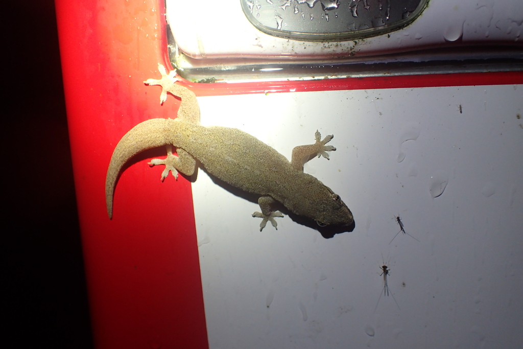 Typical Geckos in June 2023 by hakkahamushi · iNaturalist