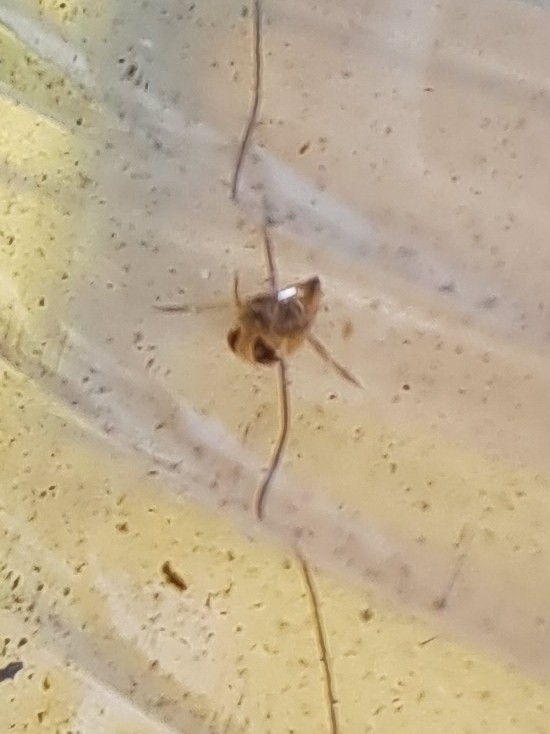 Pygmy Backswimmers from Ben Thanh, District 1, Ho Chi Minh City ...