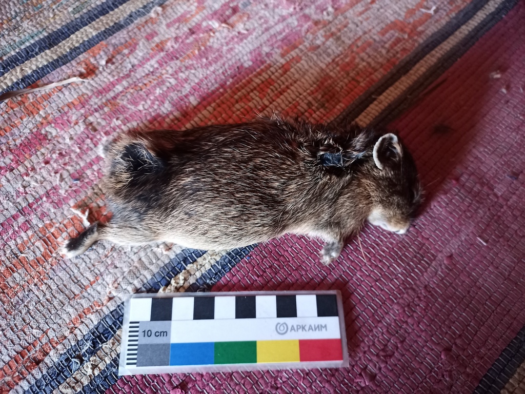 Steppe Pika (Ochotona pusilla) - Know Your Mammals