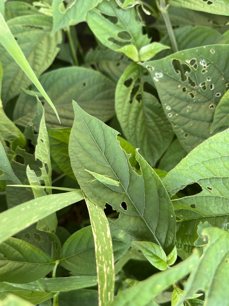 Atractomorpha lata in July 2023 by mako328 · iNaturalist