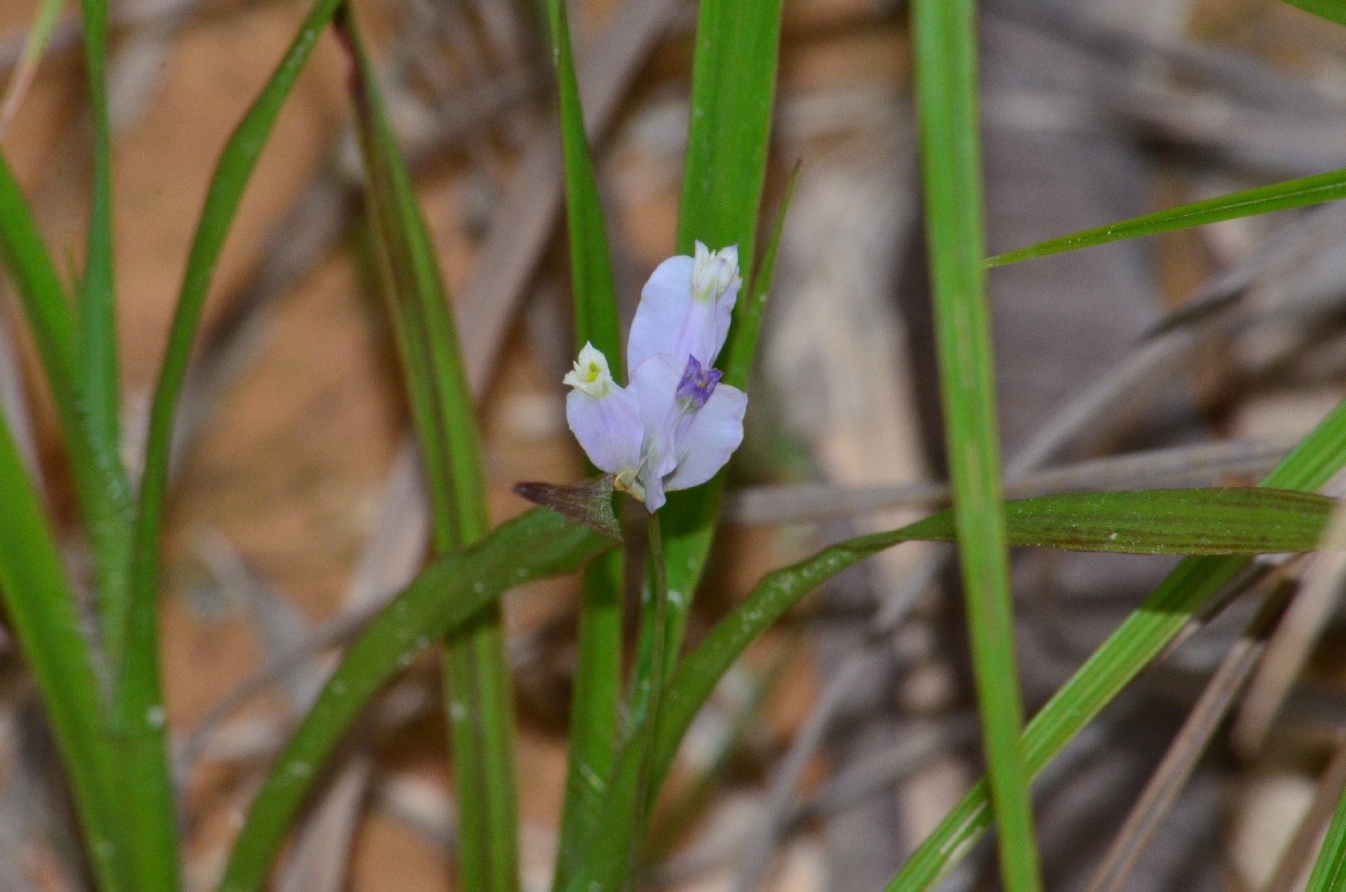 Burmannia coelestis D.Don