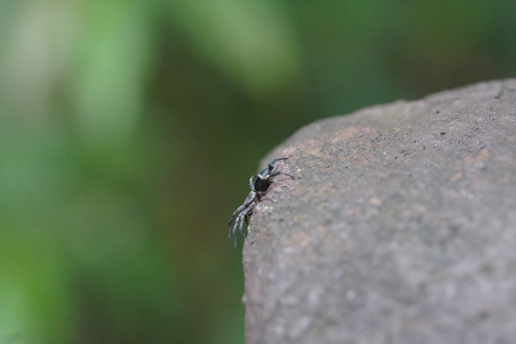 Hitobia in July 2023 by tkp123 · iNaturalist