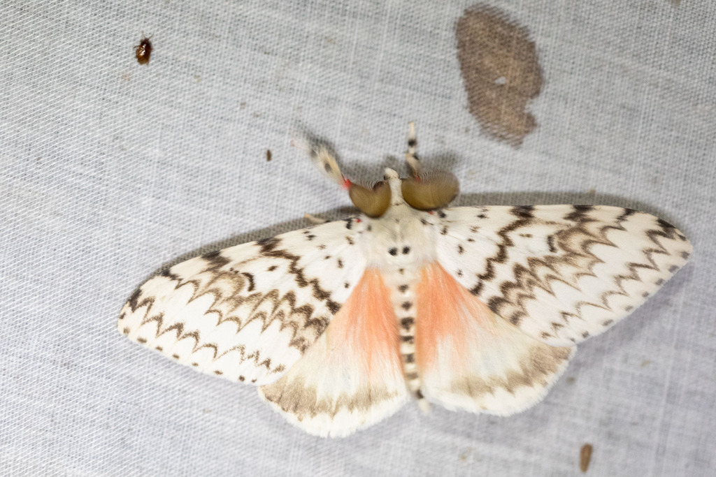 Lymantria brotea lepcha from Svay Leu, Cambodge on July 20, 2023 at 08: ...