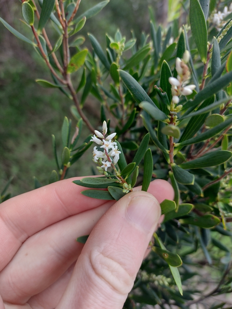 coastal beard-heath from Emita TAS 7255, Australia on July 16, 2023 at ...