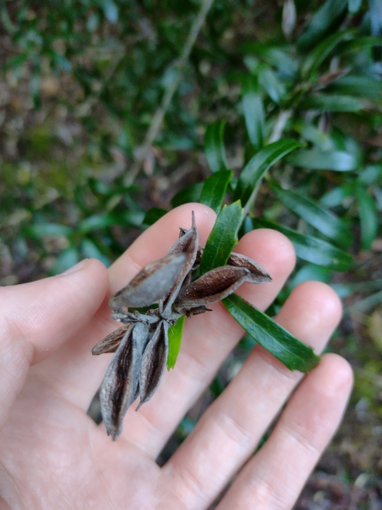 Orites diversifolius from City of Hobart, TAS, Australia on July 22 ...