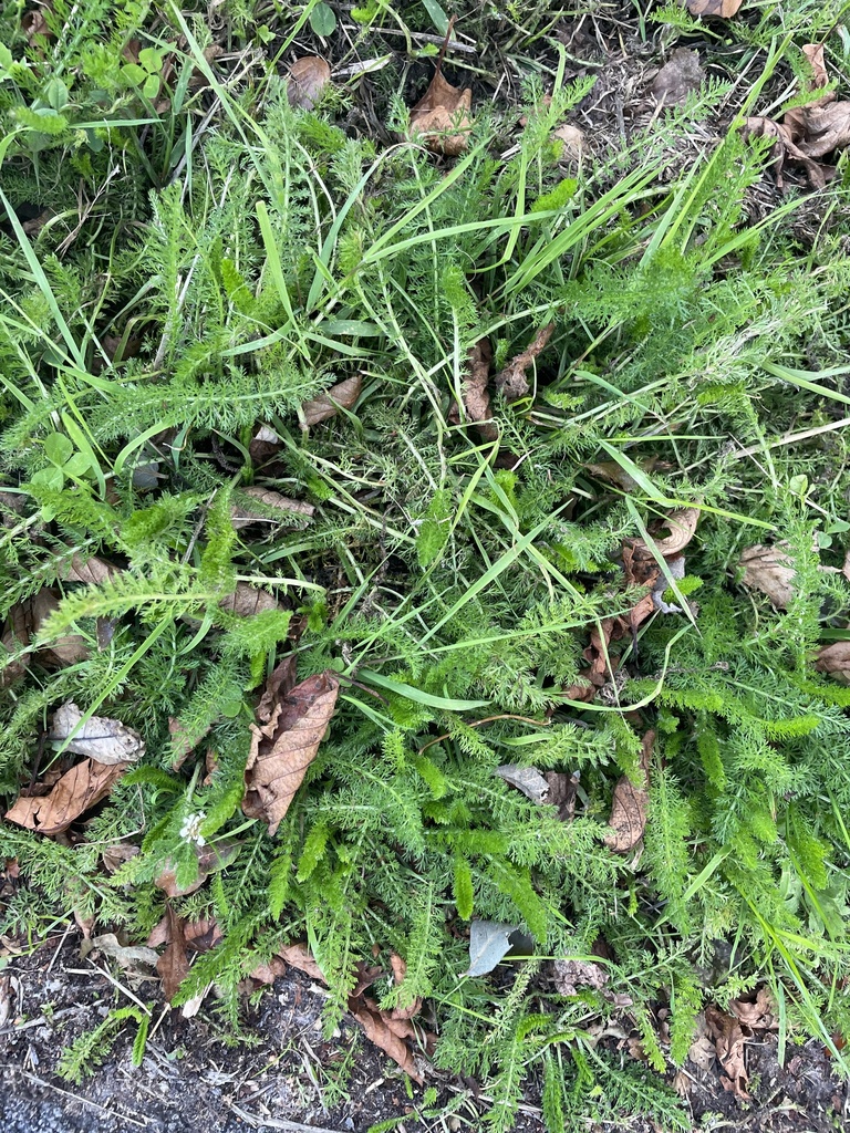 common yarrow from Newport Golf Club, Newport, Wales, GB on July 21 ...