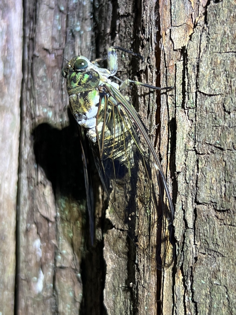Robust Cicada from 江古田の森公園, 中野区, 東京都, JP on July 22, 2023 at 06:31 PM ...