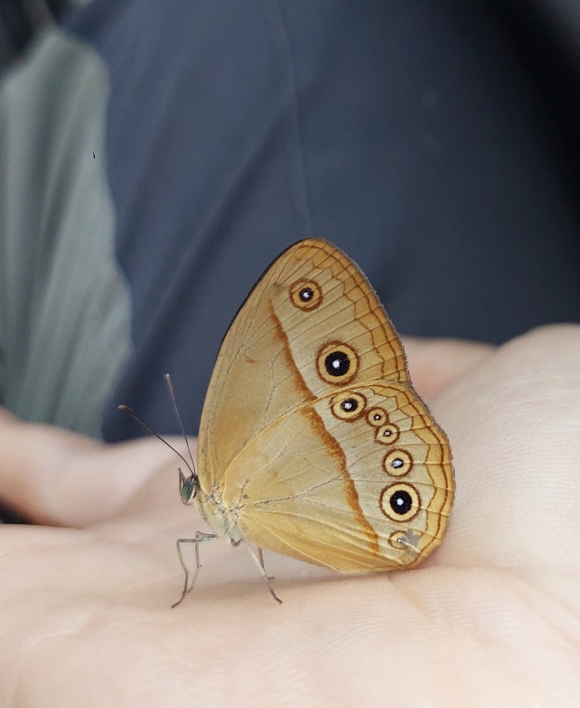 Bushbrowns from Koiari Rural LLG, Papua New Guinea on July 22, 2023 at ...