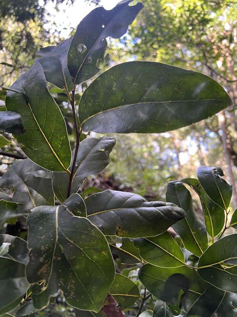 murrogun from Pointer Mountain, NSW, AU on July 22, 2023 at 01:11 PM by ...