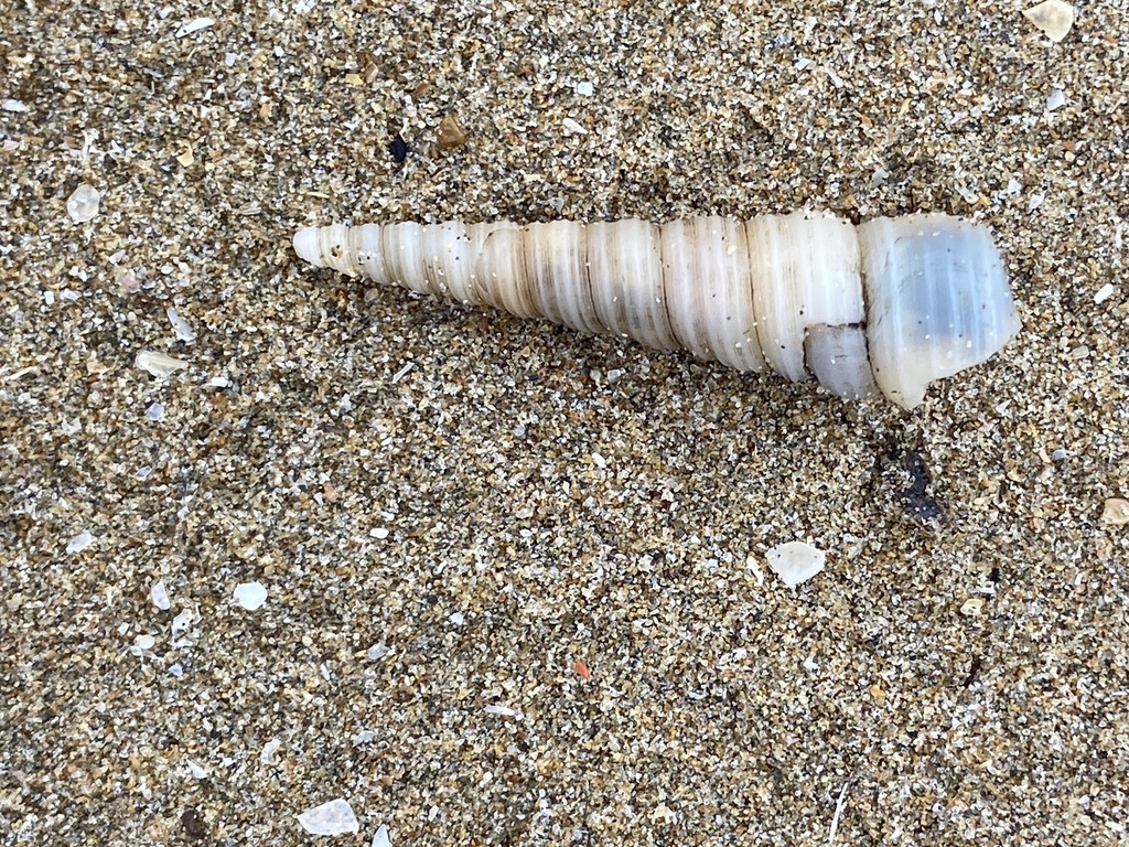 Turritella bacillum from Ningbo Songlanshan Travel Resort, Ningbo ...