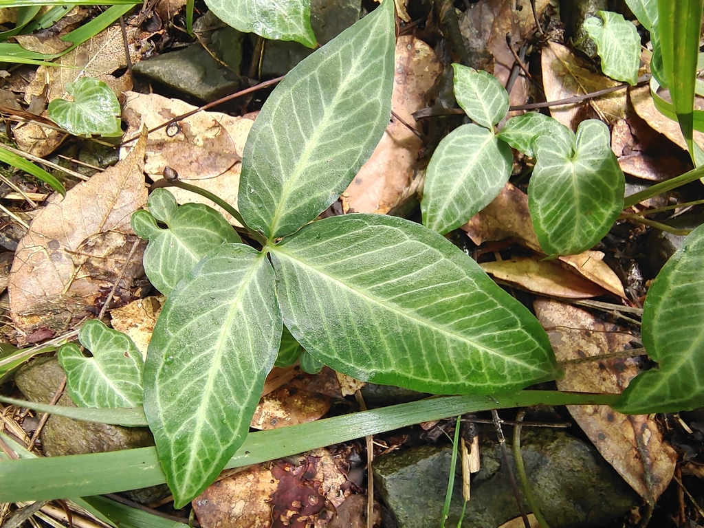 Goosefoot-plant from Yichun, CN-JX, CN on July 22, 2023 at 10:35 AM by ...
