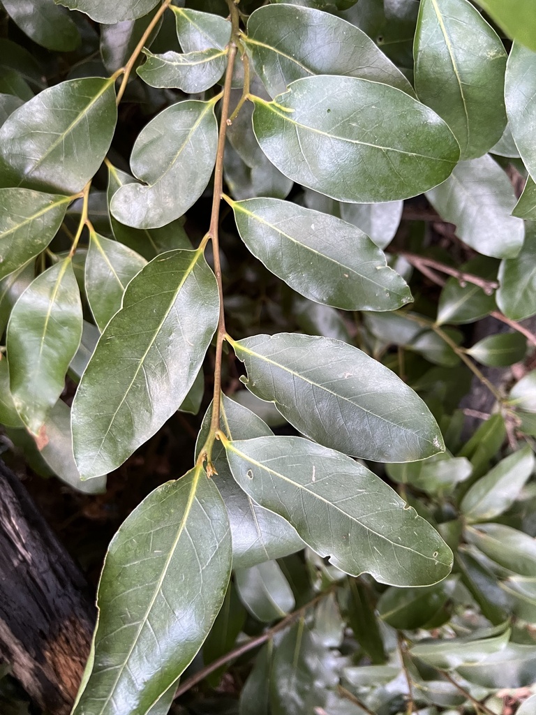 jackwood from Pointer Mountain, NSW, AU on July 22, 2023 at 02:02 PM by ...