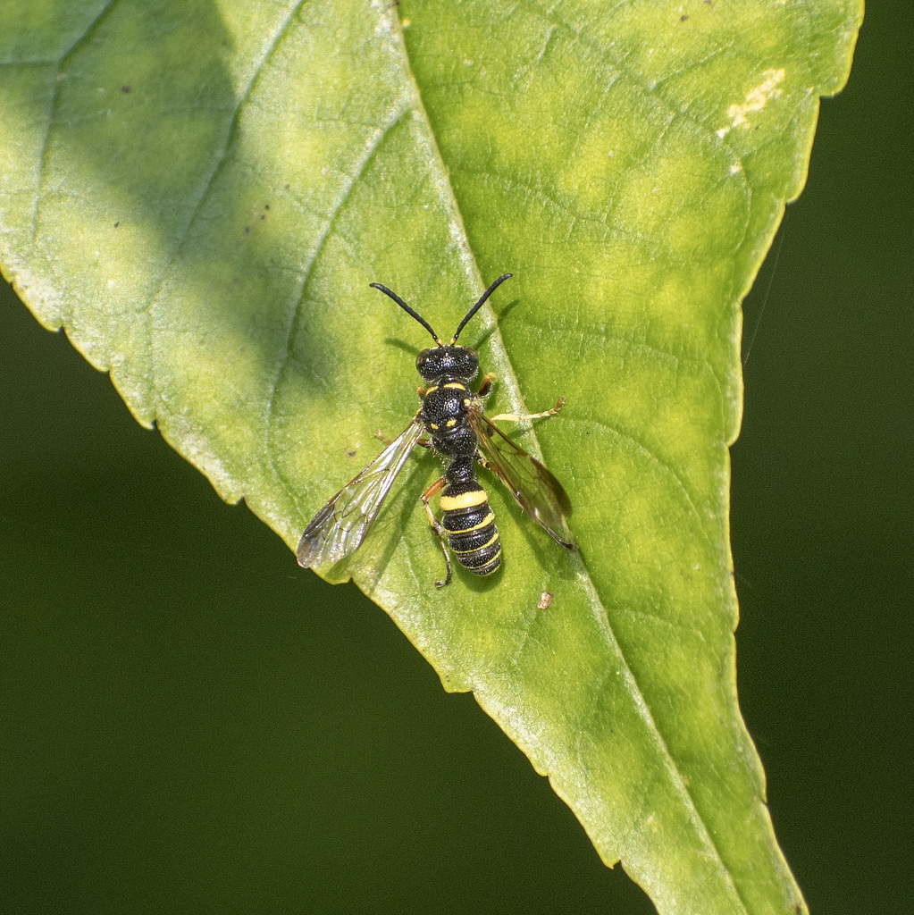 Typical Weevil Wasps and Allies from Montgomery County, OH, USA on July ...