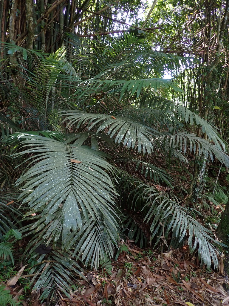 Arenga Palm ((2) Tropical Plants species) · iNaturalist