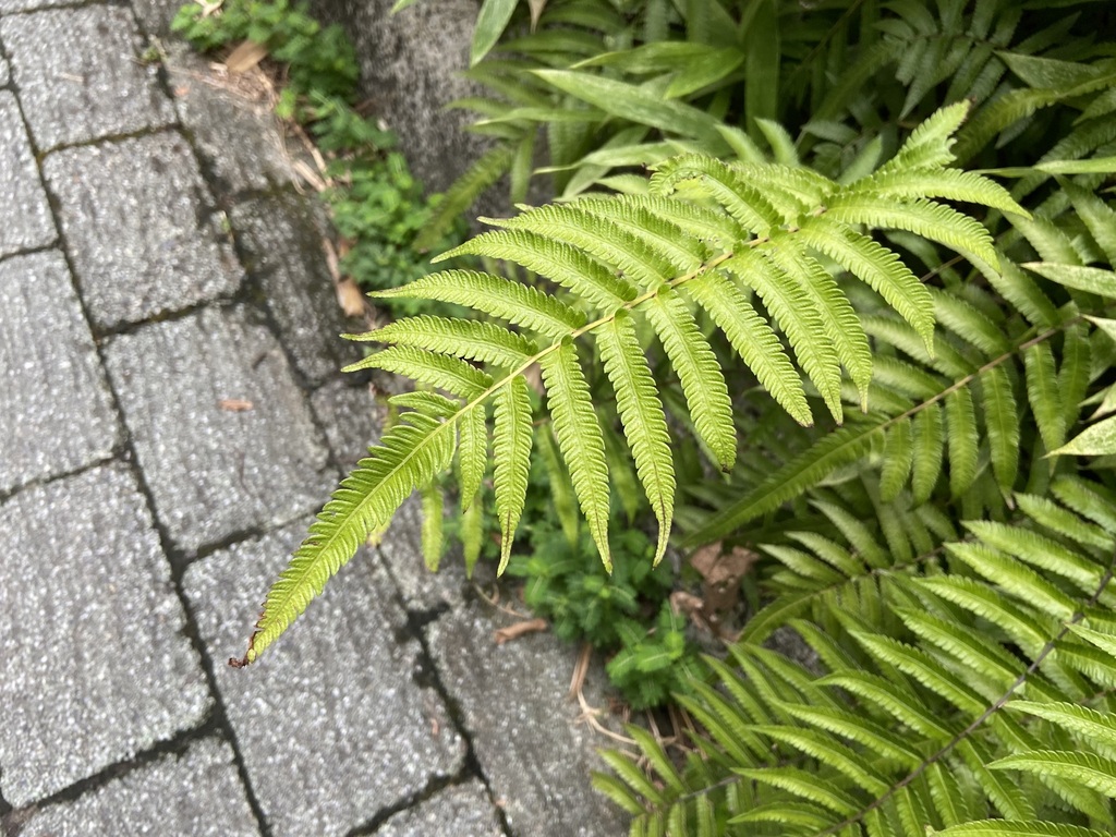 Christella acuminata from Taipei, Taipei, Taiwan on July 22, 2023 at 01 ...
