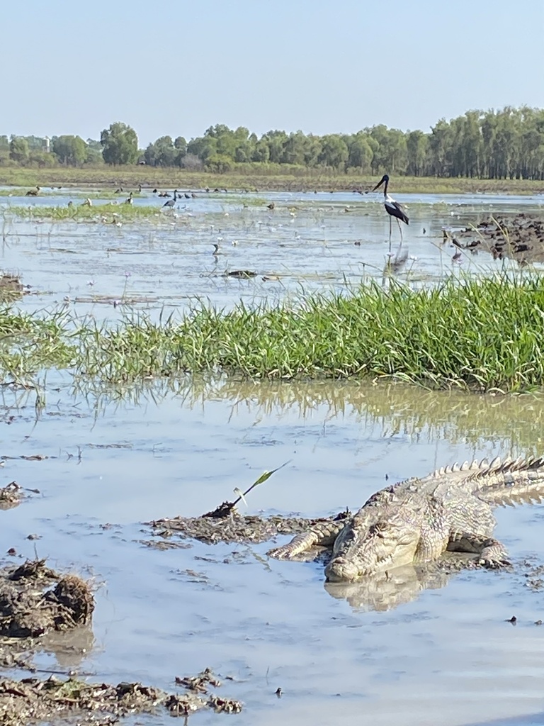 Saltwater Crocodile from Mary River, Marrakai, NT, AU on July 22, 2023 ...