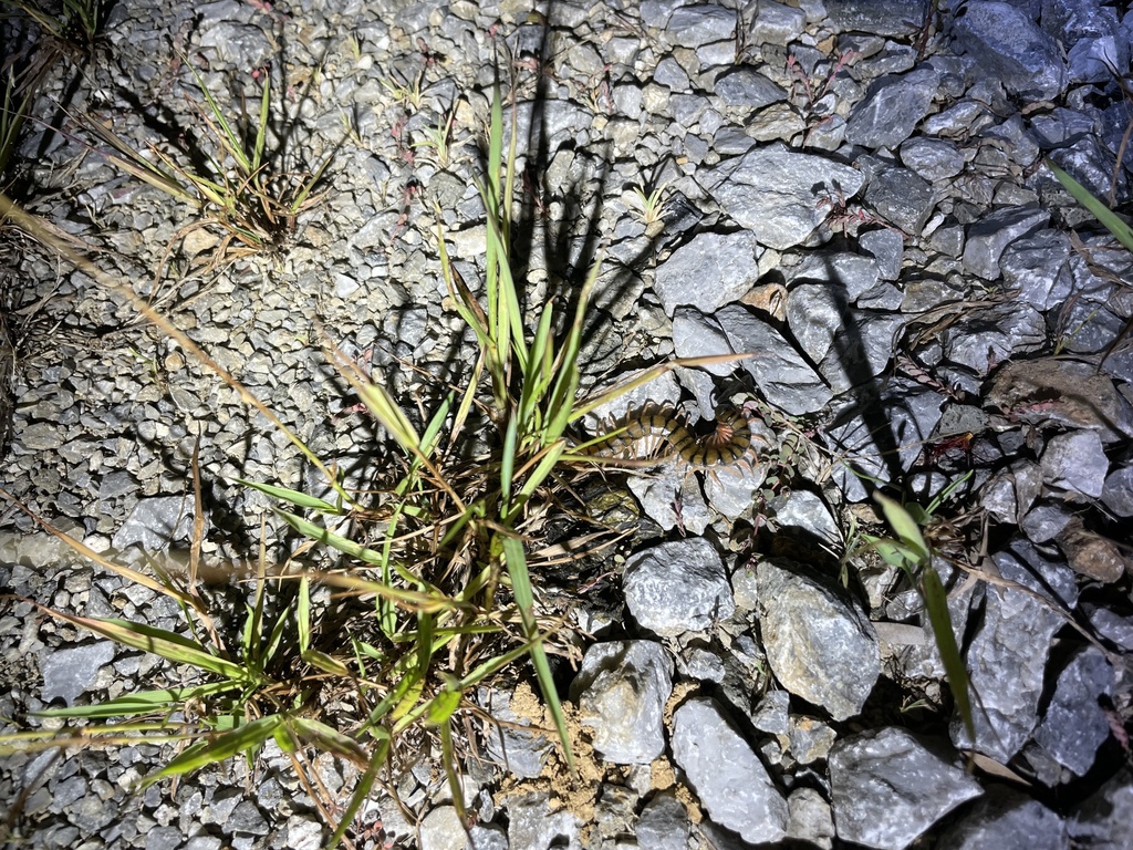 Red-headed Centipede from Biimata, Nago, Okinawa, JP on July 22, 2023 ...