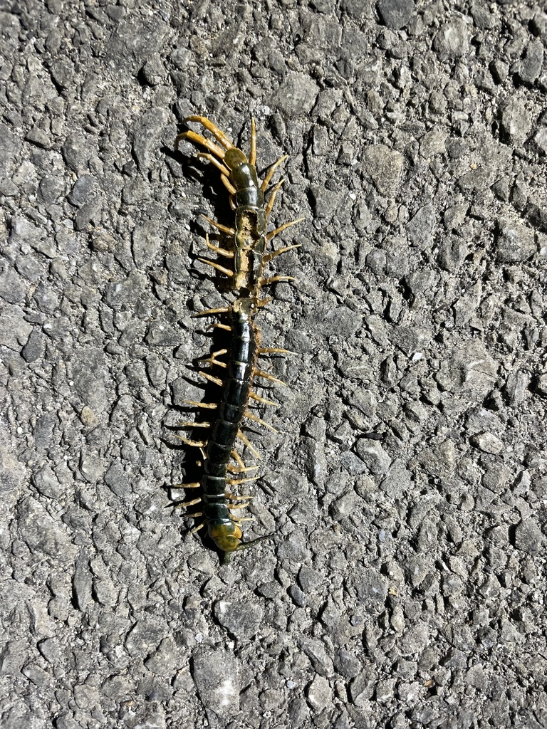 Giant Centipedes from Biimata, Nago, Okinawa, JP on July 22, 2023 at 08 ...