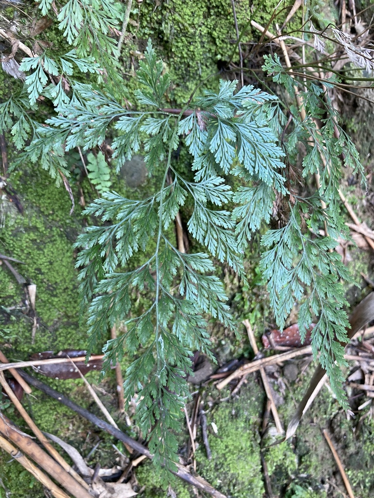 Sichuan lace from 東山區, TW on June 4, 2023 at 05:52 AM by maya1808 ...
