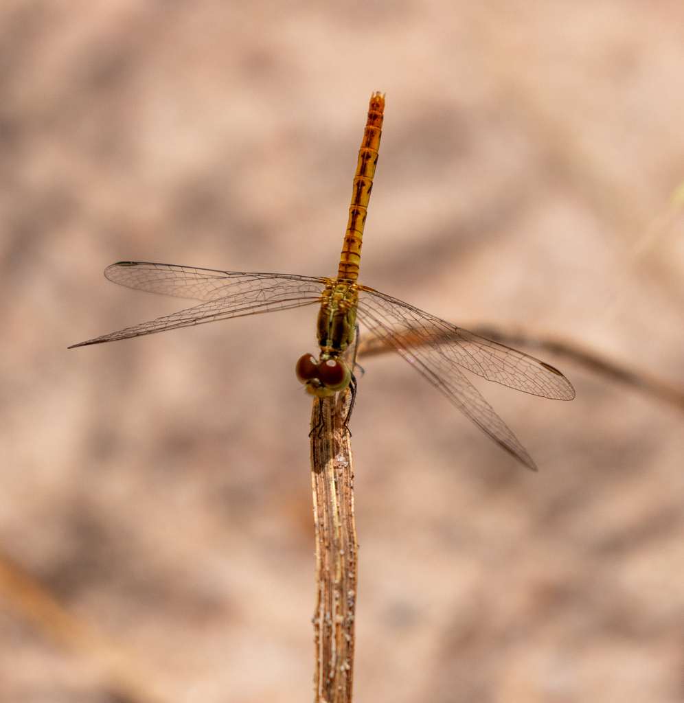 Pygmy Percher from Kakadu NT 0822, Australia on April 9, 2023 at 11:07 ...