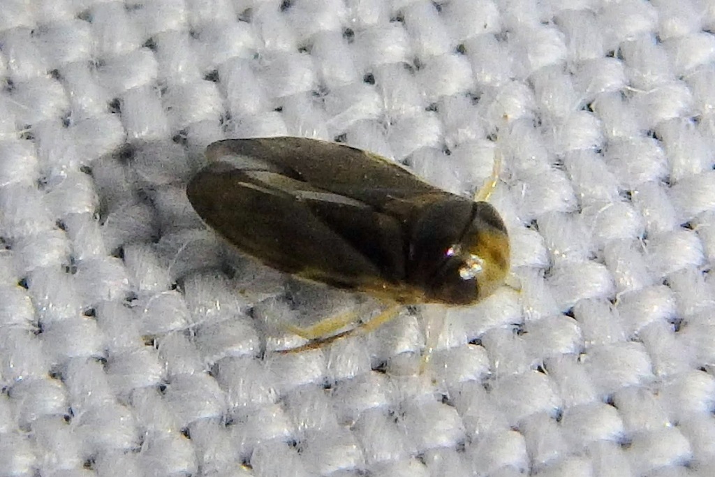 Micronecta scholtzi from Leganés, Madrid, España on July 21, 2023 at 11 ...