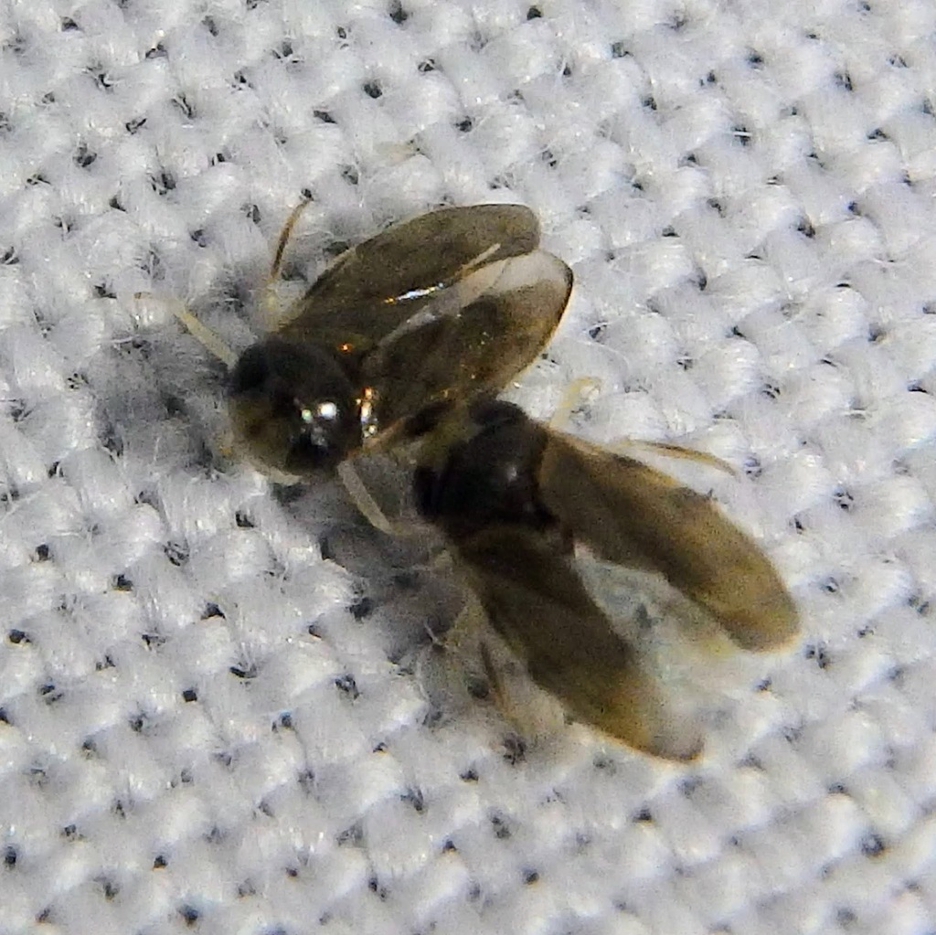 Micronecta scholtzi from Leganés, Madrid, España on July 21, 2023 at 11 ...