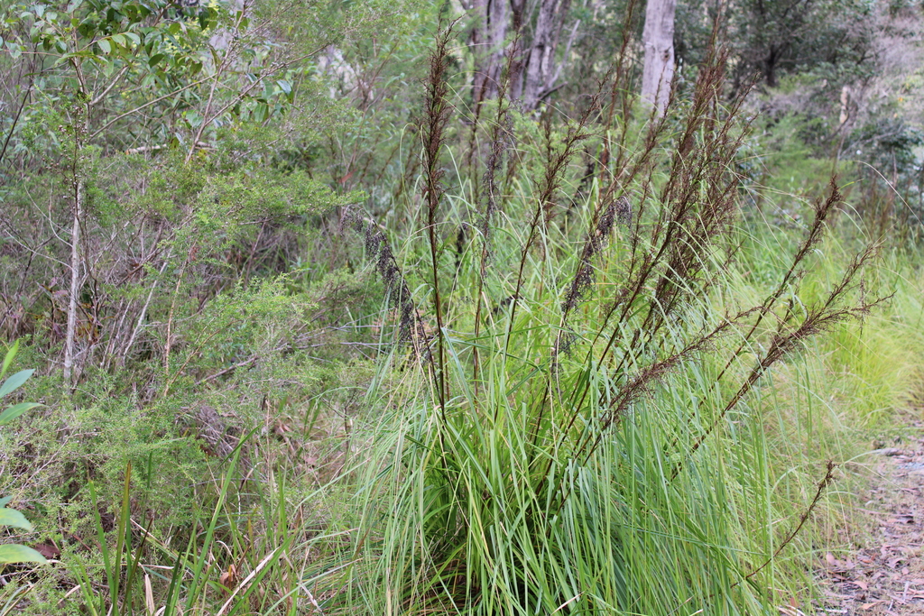 tall saw-sedge from Skatepark, Smiths Lake NSW 2428, Australia on July 22, 2023 at 12:36 PM by ...