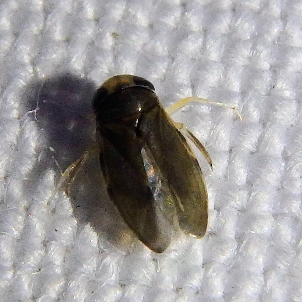 Micronecta scholtzi from Leganés, Madrid, España on July 22, 2023 at 12 ...