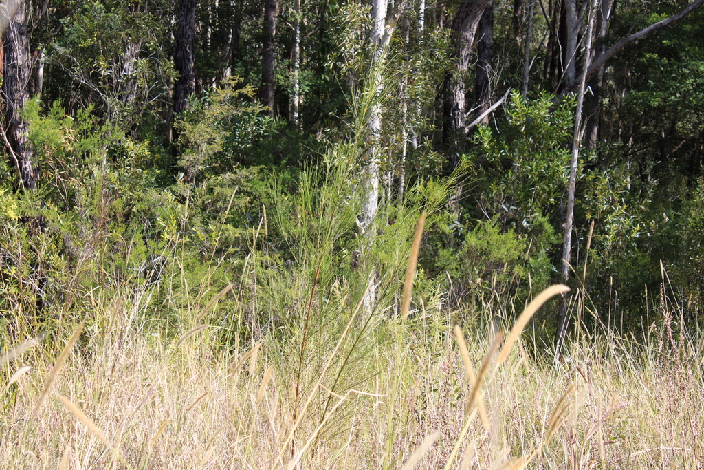 plants from Skatepark, Smiths Lake NSW 2428, Australia on July 22, 2023 at 12:14 PM by Dr Pamela ...