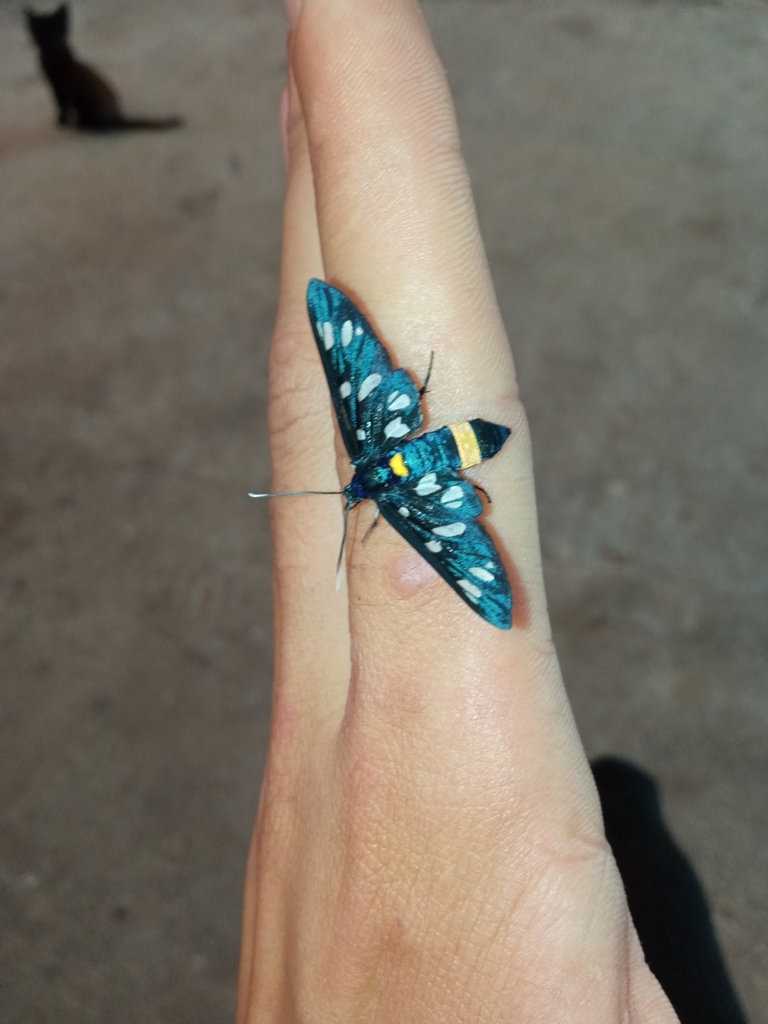 Nine-spotted Moth from 12041 Gorra, Province of Cuneo, Italy on 14 July ...