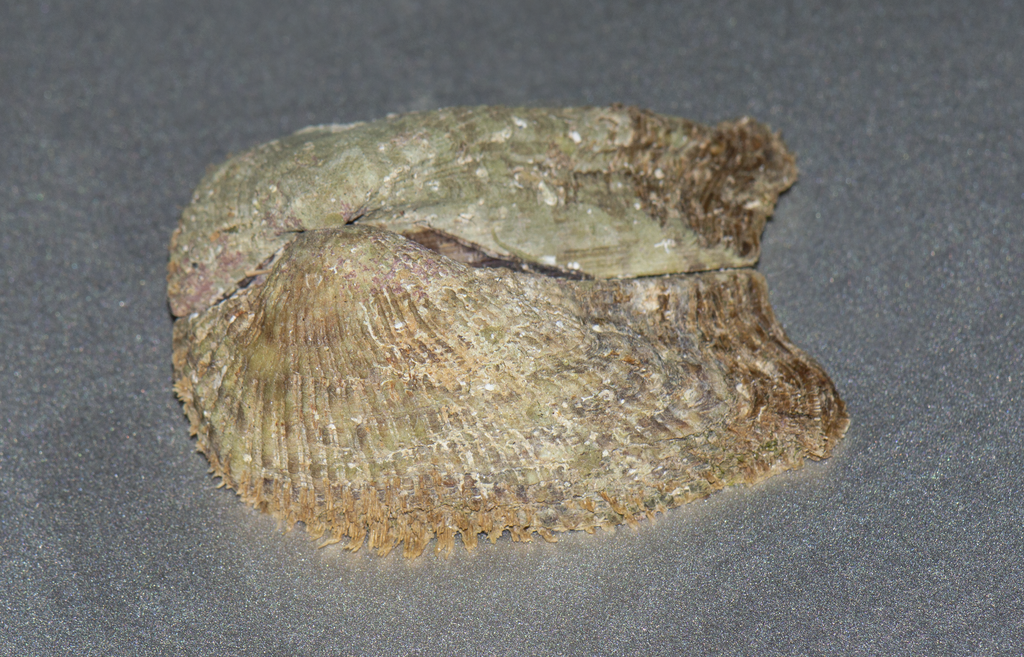 Noah's Ark shell from Attica, Attica, GR on July 22, 2023 at 11:37 PM ...
