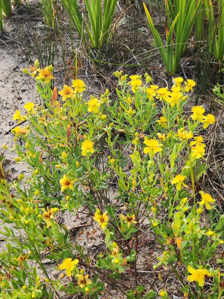 Kalm's St. John's-wort from Rogers Township, MI, USA on July 22, 2023 ...