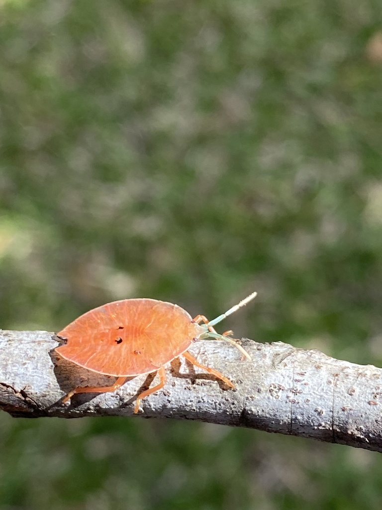 Bronze Orange Bug from Carthew St, Thuringowa Central, QLD, AU on June ...