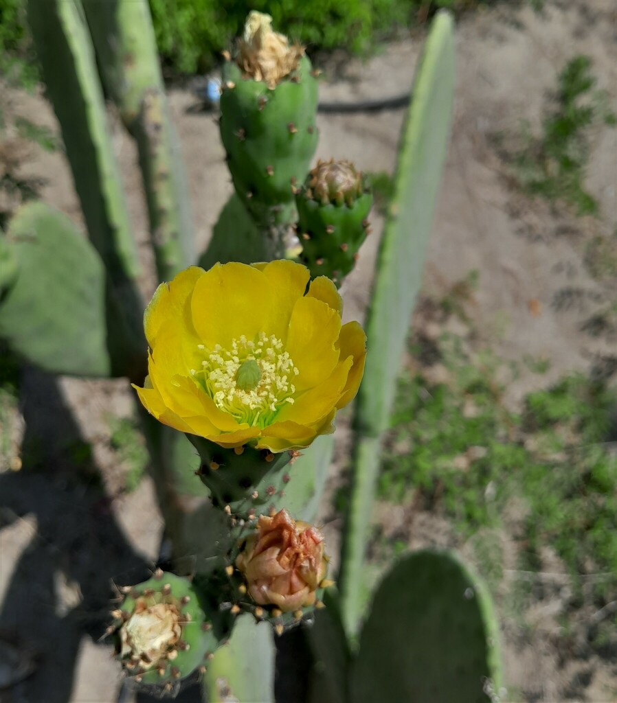 Indian fig opuntia from Muğla, Türkiye on July 6, 2023 at 11:01 AM by ...