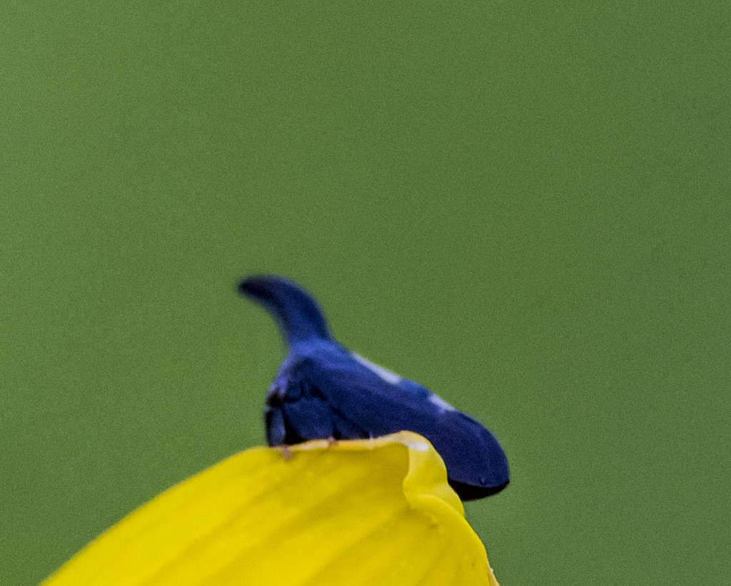 Two-marked Treehopper Complex from Downers Grove, IL, USA on July 17 ...