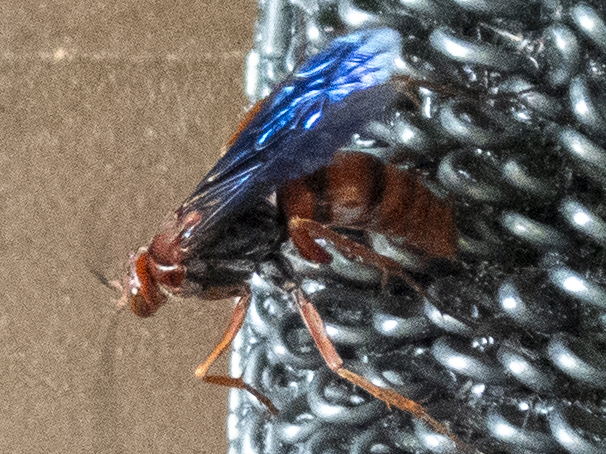 Rusty Spider Wasp from Shepard Settlement, Onondaga County, NY, USA on ...