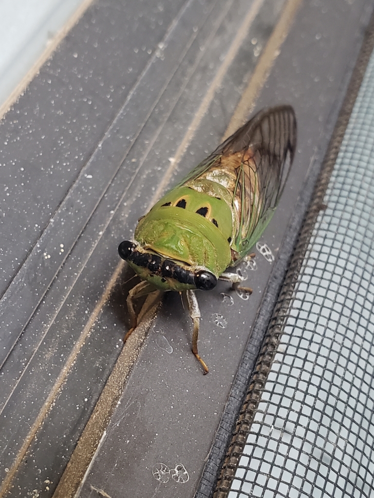 Superb Dog-day Cicada from Denton, TX 76201, USA on July 22, 2023 at 07 ...
