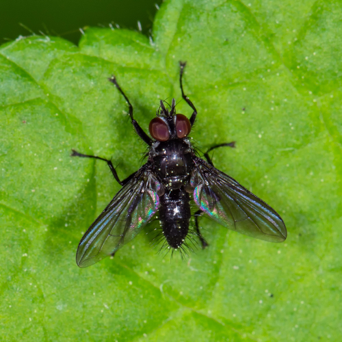 Genus Phyllophilopsis · iNaturalist