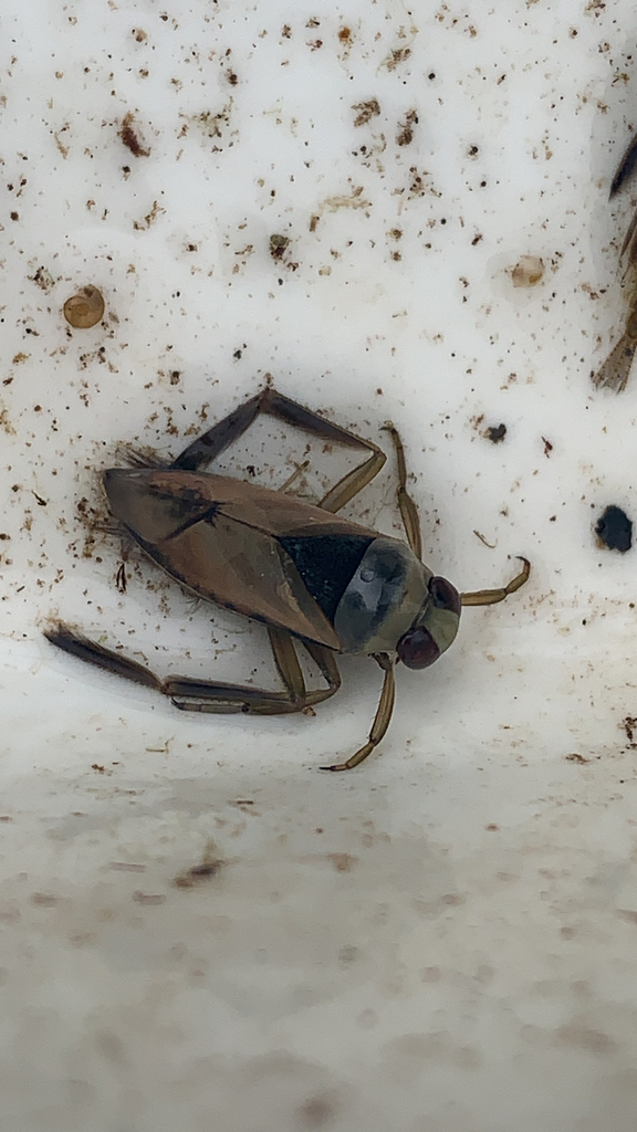 Greater Water Boatman from Glasgow on July 22, 2023 at 01:17 PM by ...