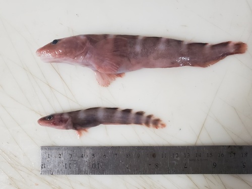Lütken's eelpout (Lycodes luetkenii) · iNaturalist United Kingdom