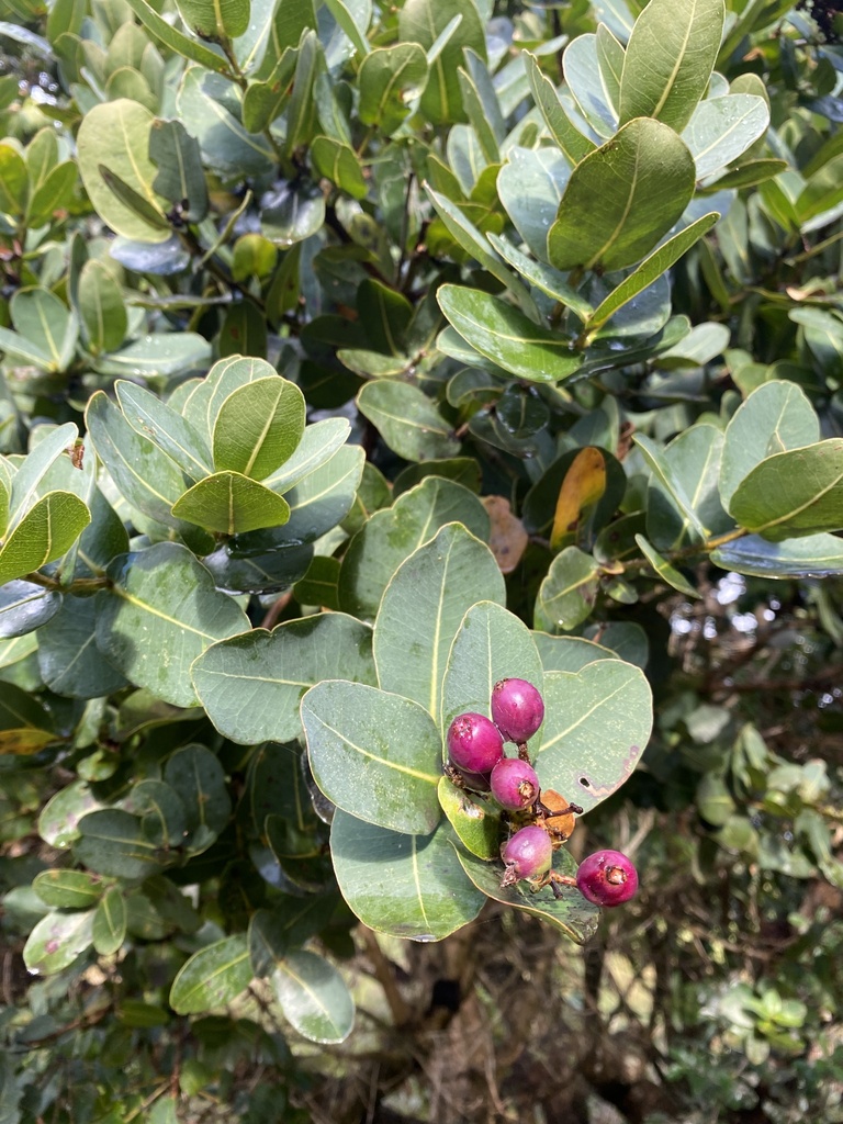 Water Berry (Syzygium cordatum) - Botanical Realm