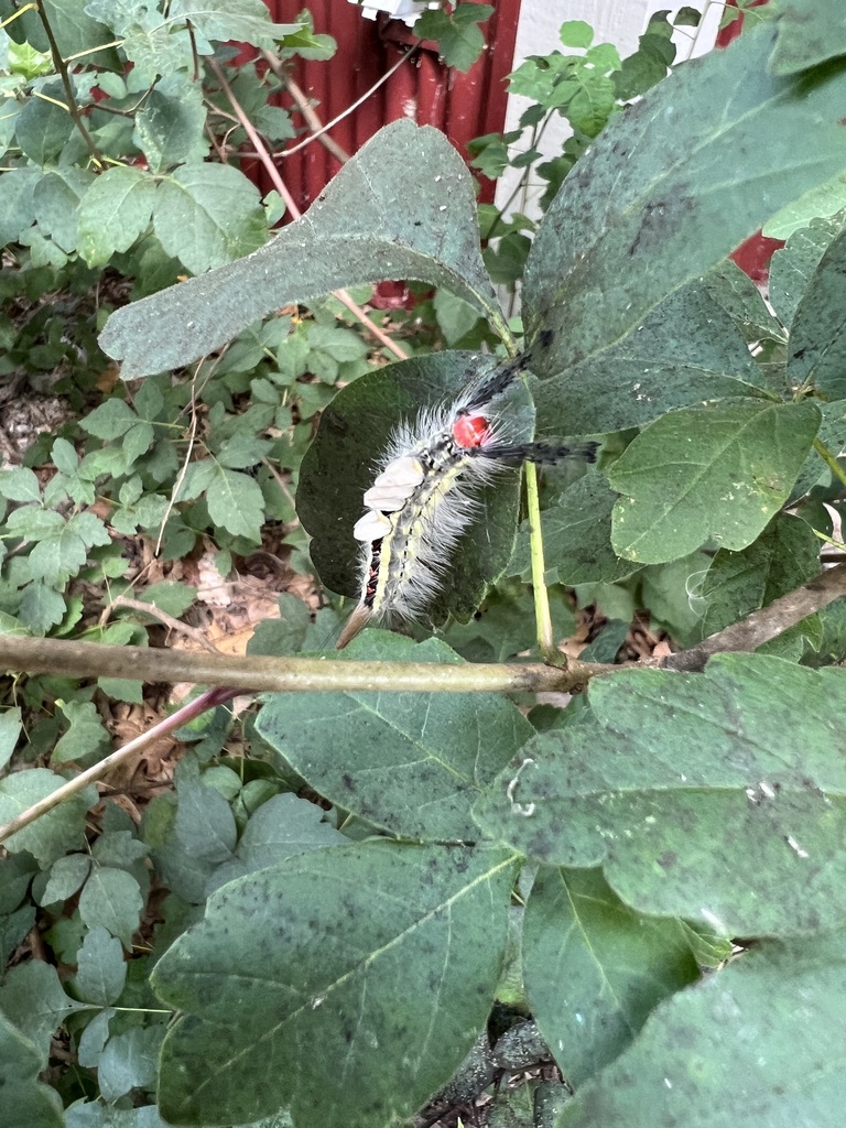 White-marked Tussock Moth from Hillburn Ave NW, Grand Rapids, MI, US on ...