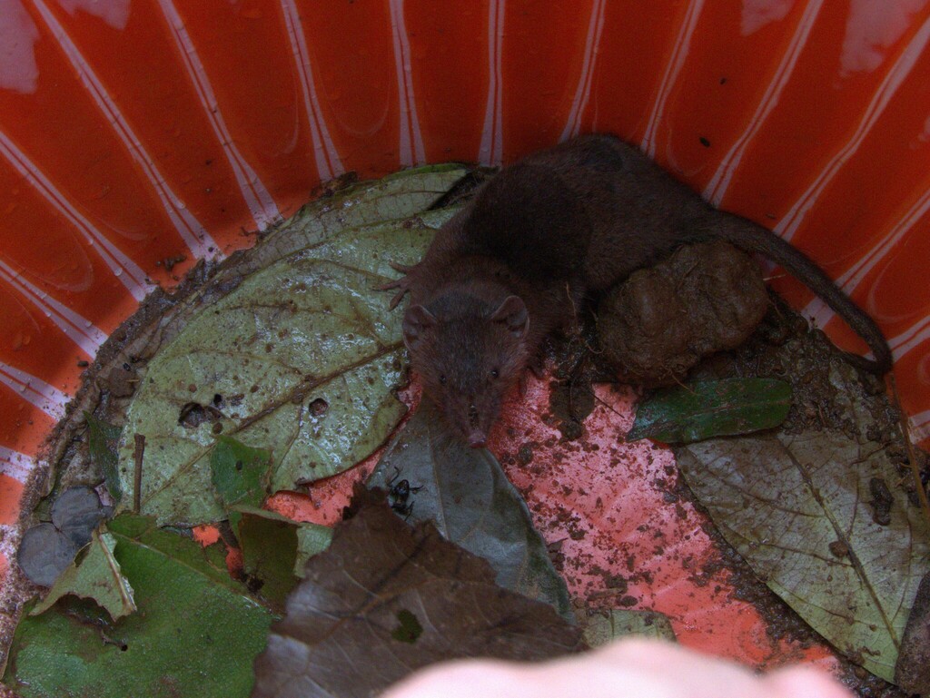 African Giant Shrew from Bo, Sierra Leone on May 14, 2023 at 11:32 PM ...