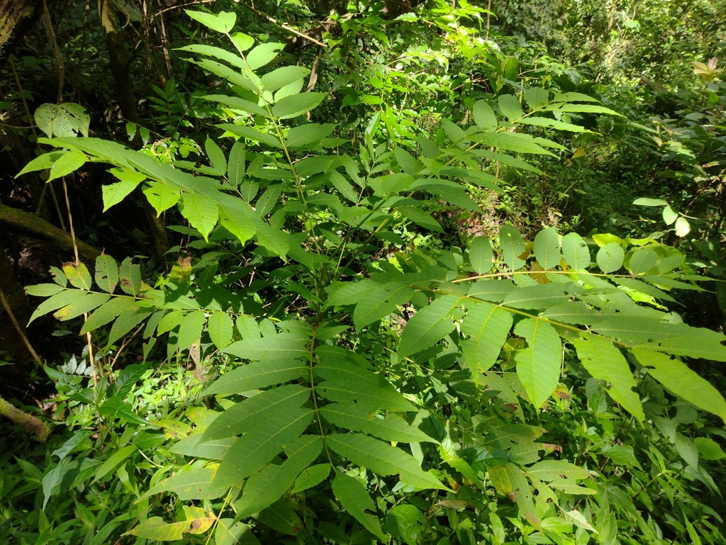West Indies Cedrela in July 2023 by Diego Manzano Méndez · iNaturalist