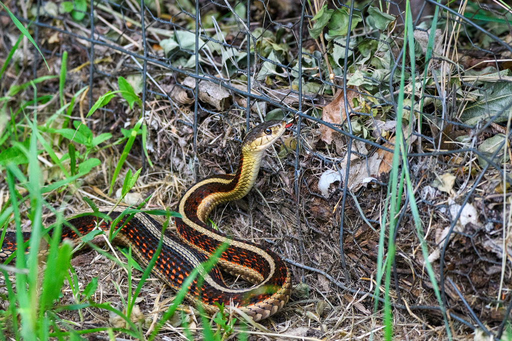 Red-sided Garter Snake in July 2023 by Sichko Photos · iNaturalist
