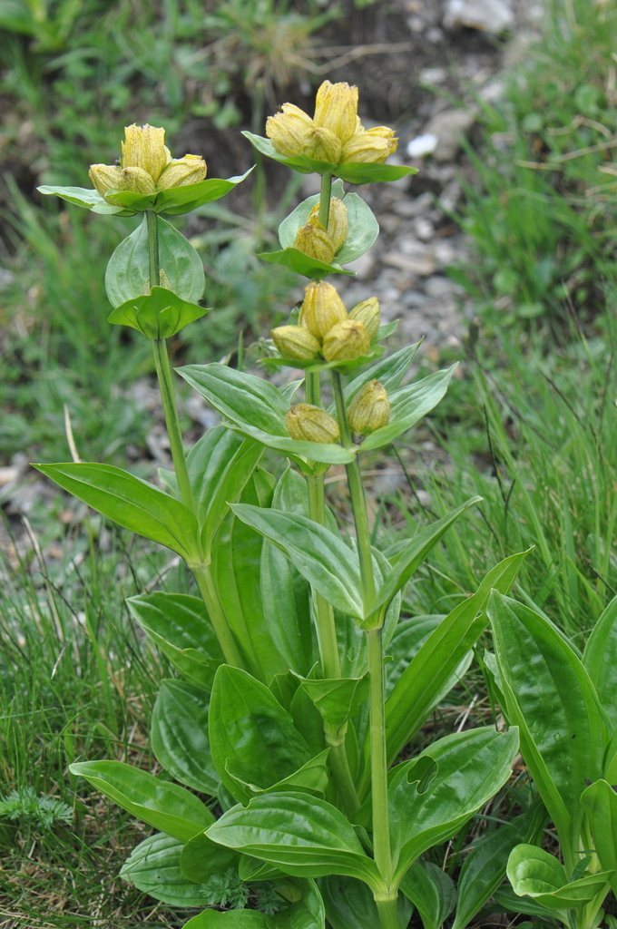 spotted gentian from Bad Ragaz, Schweiz on July 20, 2023 at 12:10 PM by ...