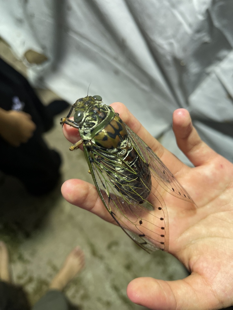 Empress Cicada from ศูนย์ภูฟ้าพัฒนา, อ.บ่อเกลือ, จ.น่าน, TH on July 22 ...