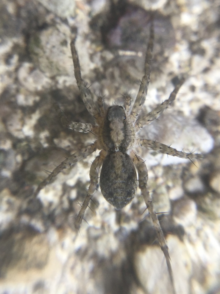 Shore Spider in July 2023 by Matthew Lindsey. Adult female, dark ...