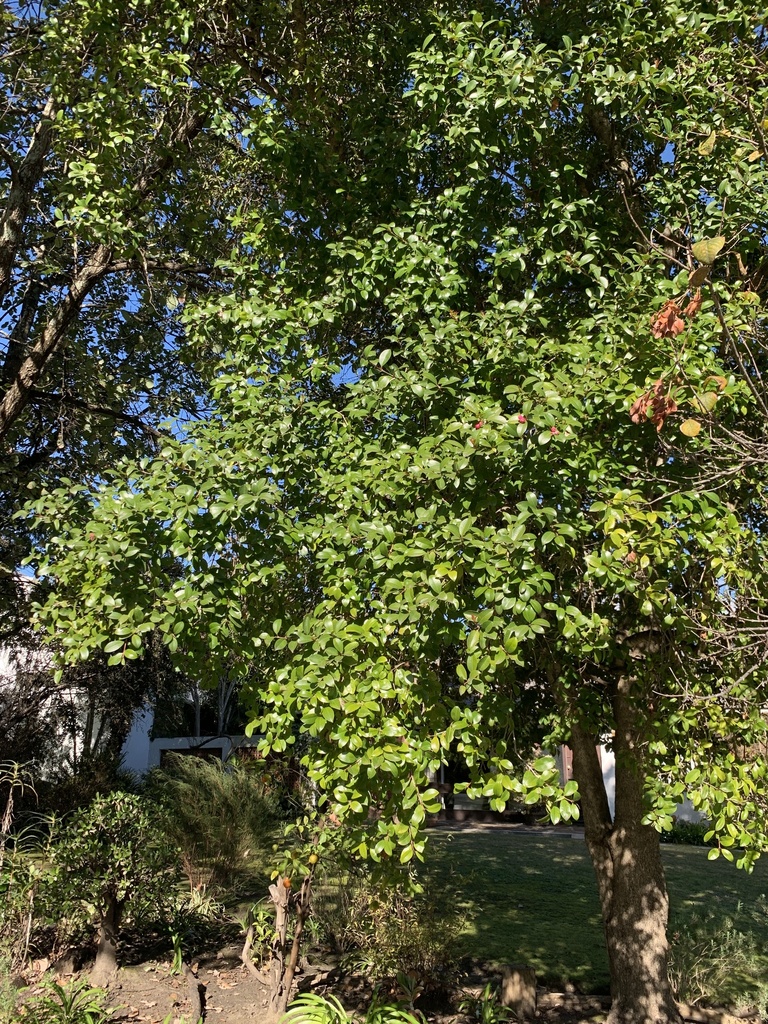 scrub cherry from Water Road, Stellenbosch, WC, ZA on July 22, 2023 at ...