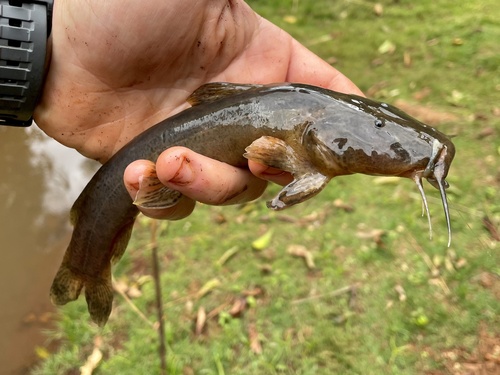 Amphilius athiensis · NaturaLista Colombia